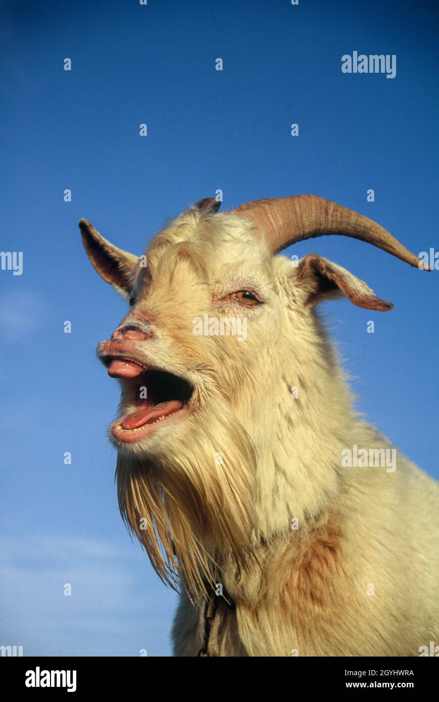 Chèvre drôle Banque de photographies et d’images à haute résolution - Alamy