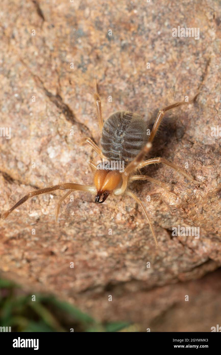 Sun spider Banque de photographies et d’images à haute résolution - Alamy