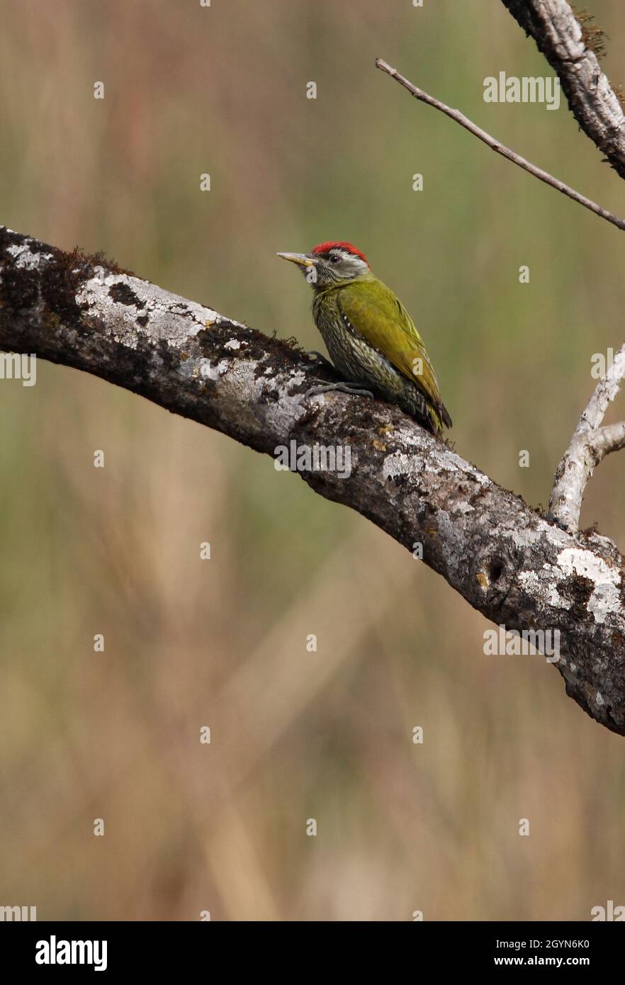 Picus xanthopygaeus Banque de photographies et d’images à haute ...