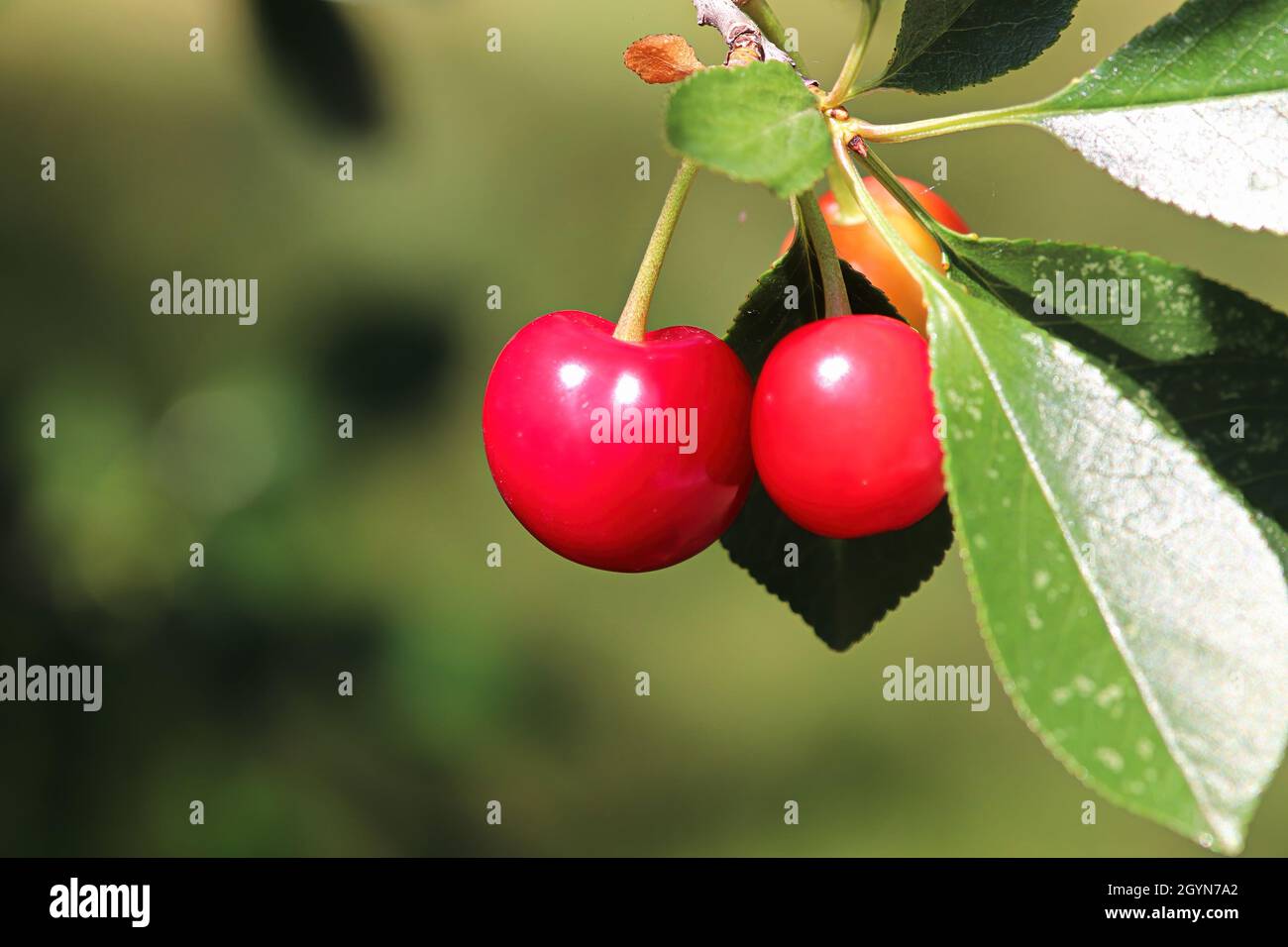 Deux cerises sur un arbre Banque de photographies et d’images à haute ...