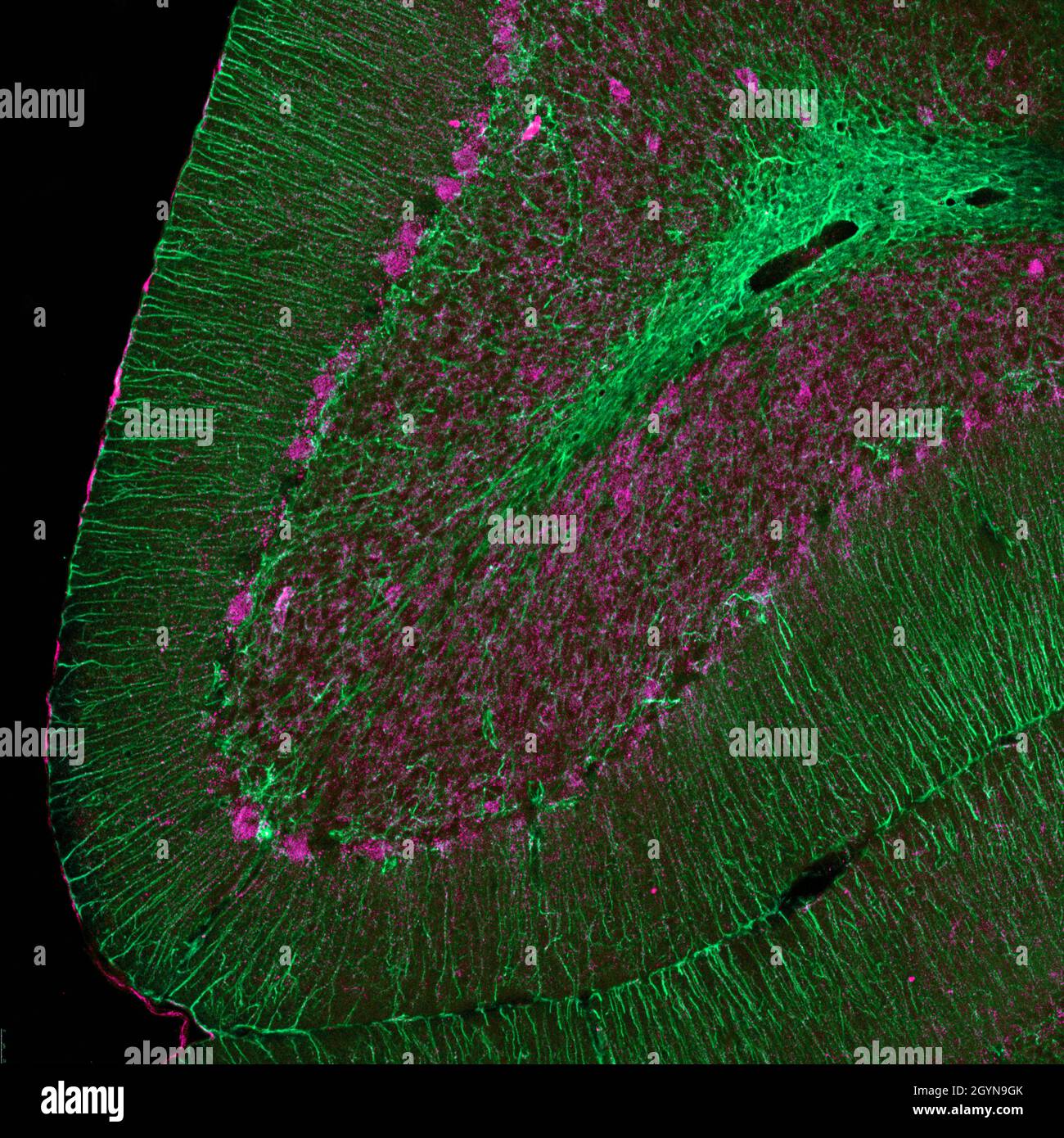 Section sagittale du cervelet de souris marquée par immunofluorescence ...