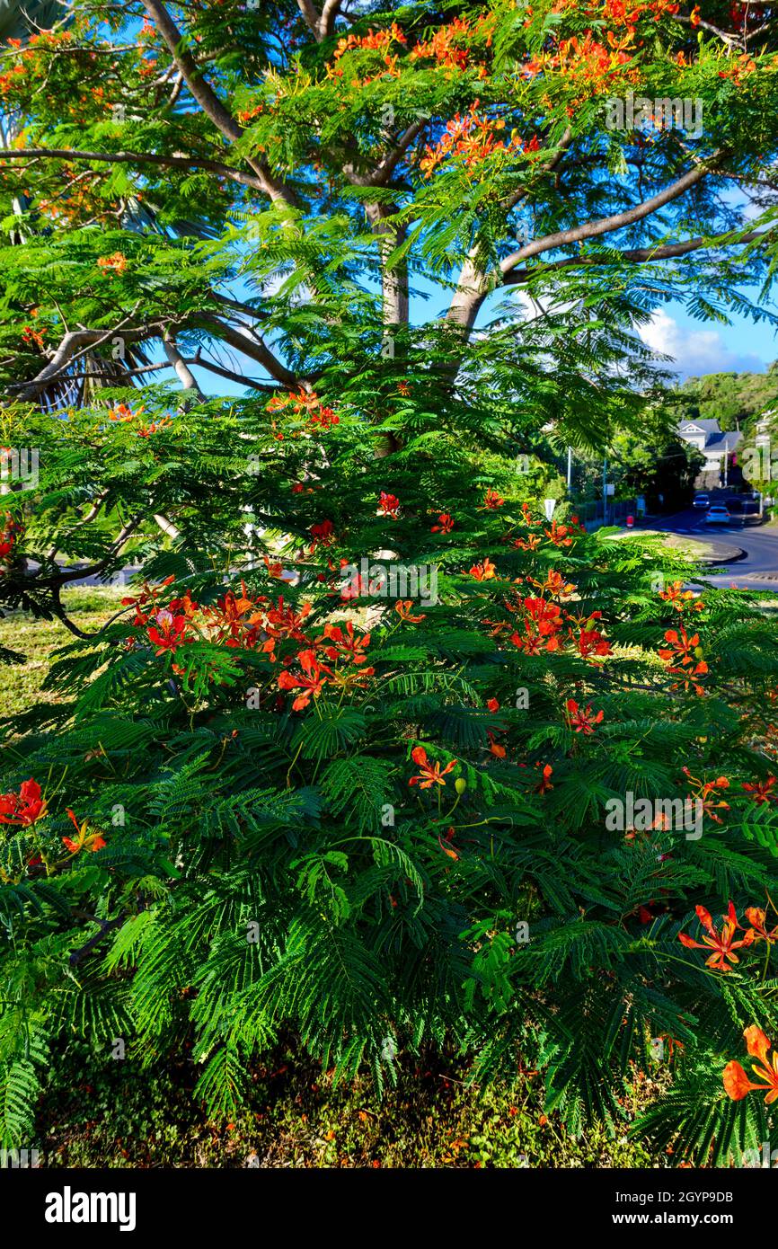Fleurs rouge arbre, appelé Delonix regia, de l'île de la réunion Photo ...