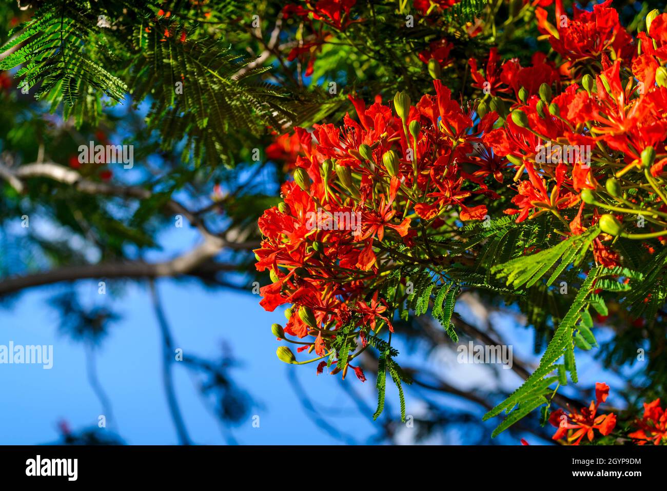 Fleurs rouge arbre, appelé Delonix regia, de l'île de la réunion Photo ...