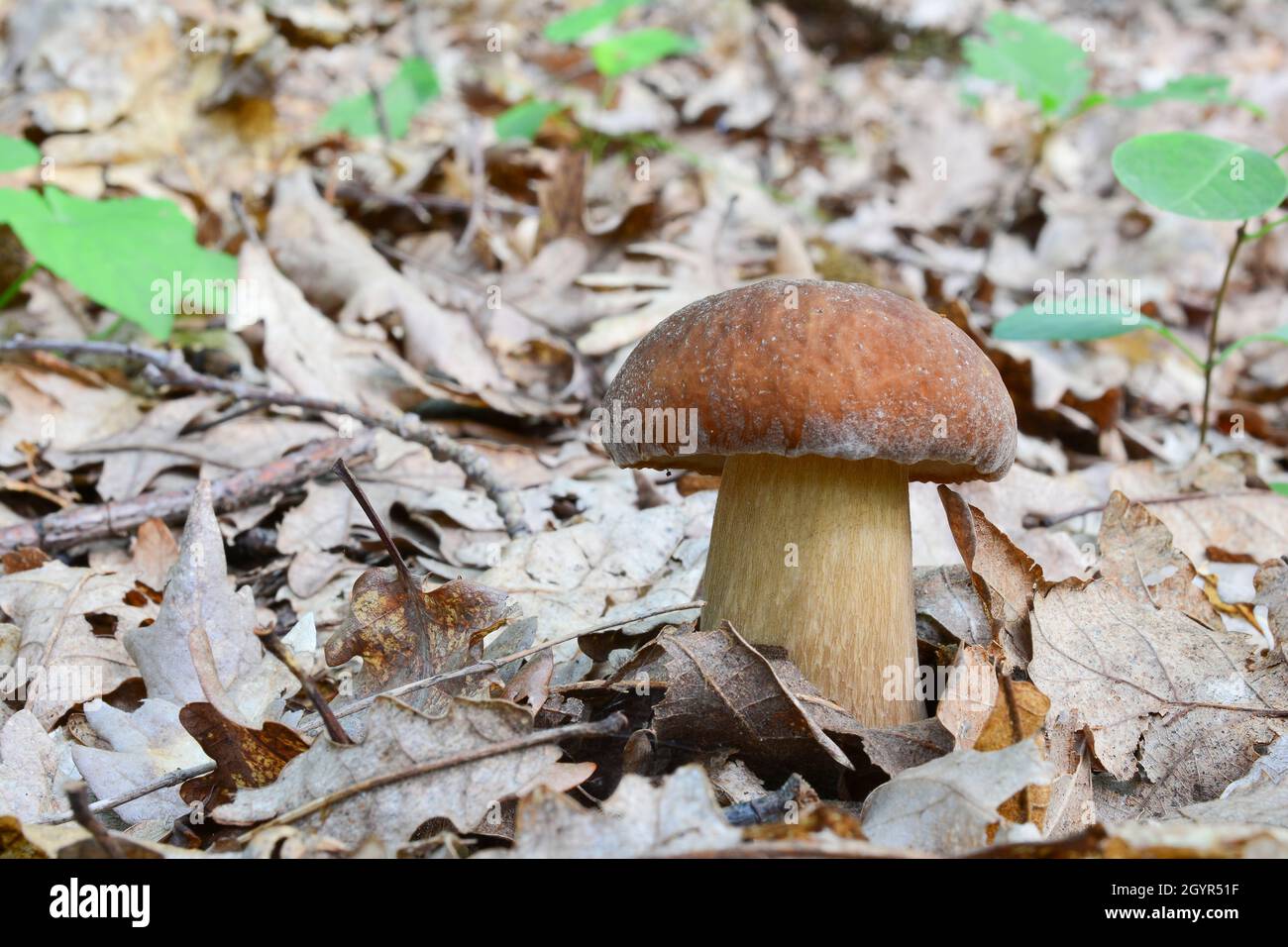 Un seul spécimen bien développé de Boletus aereus, le CEP foncé ou le ...