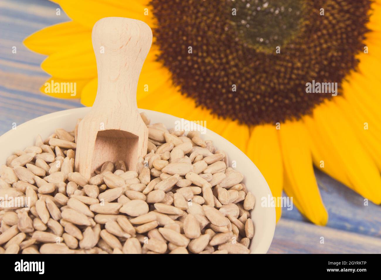 Planche botanique tournesol Banque de photographies et d’images à haute ...