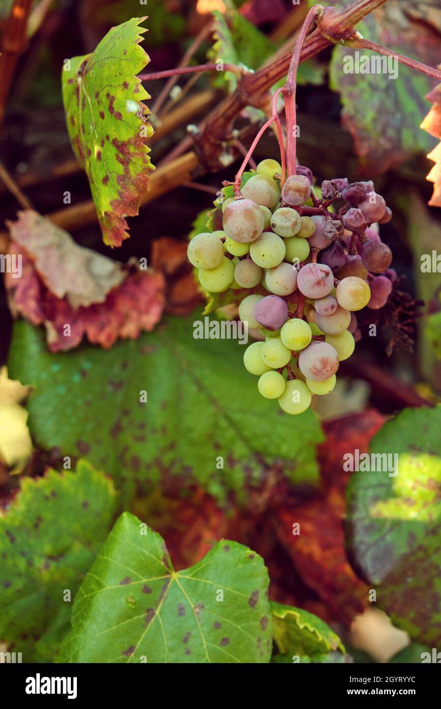 Fruit grape vine vitis vinifera Banque de photographies et d’images à ...