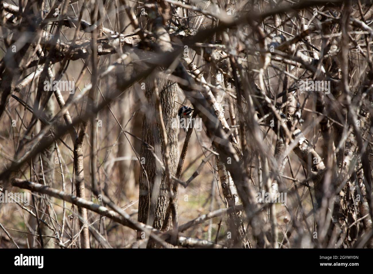 Pic à bois vers le bas (Picoides pubescens) qui se trouve sur une branche d'arbre Photo Stock ...