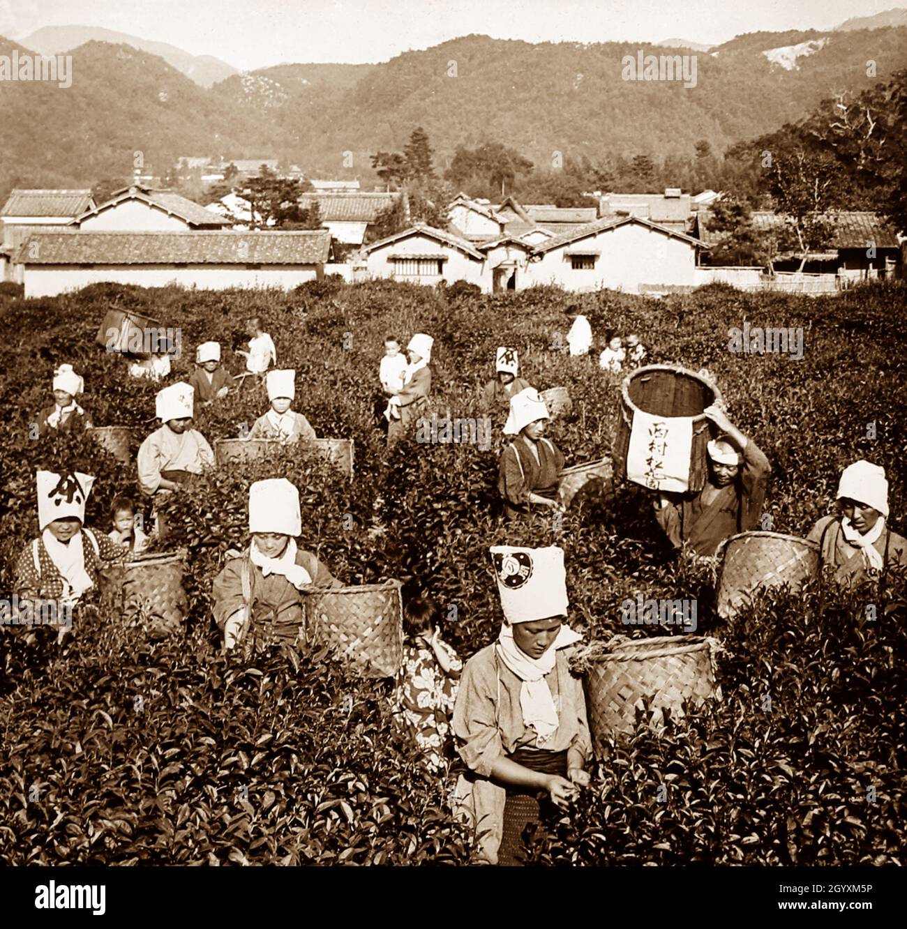 Cueilleurs de thé chine Banque de photographies et d’images à haute résolution - Alamy