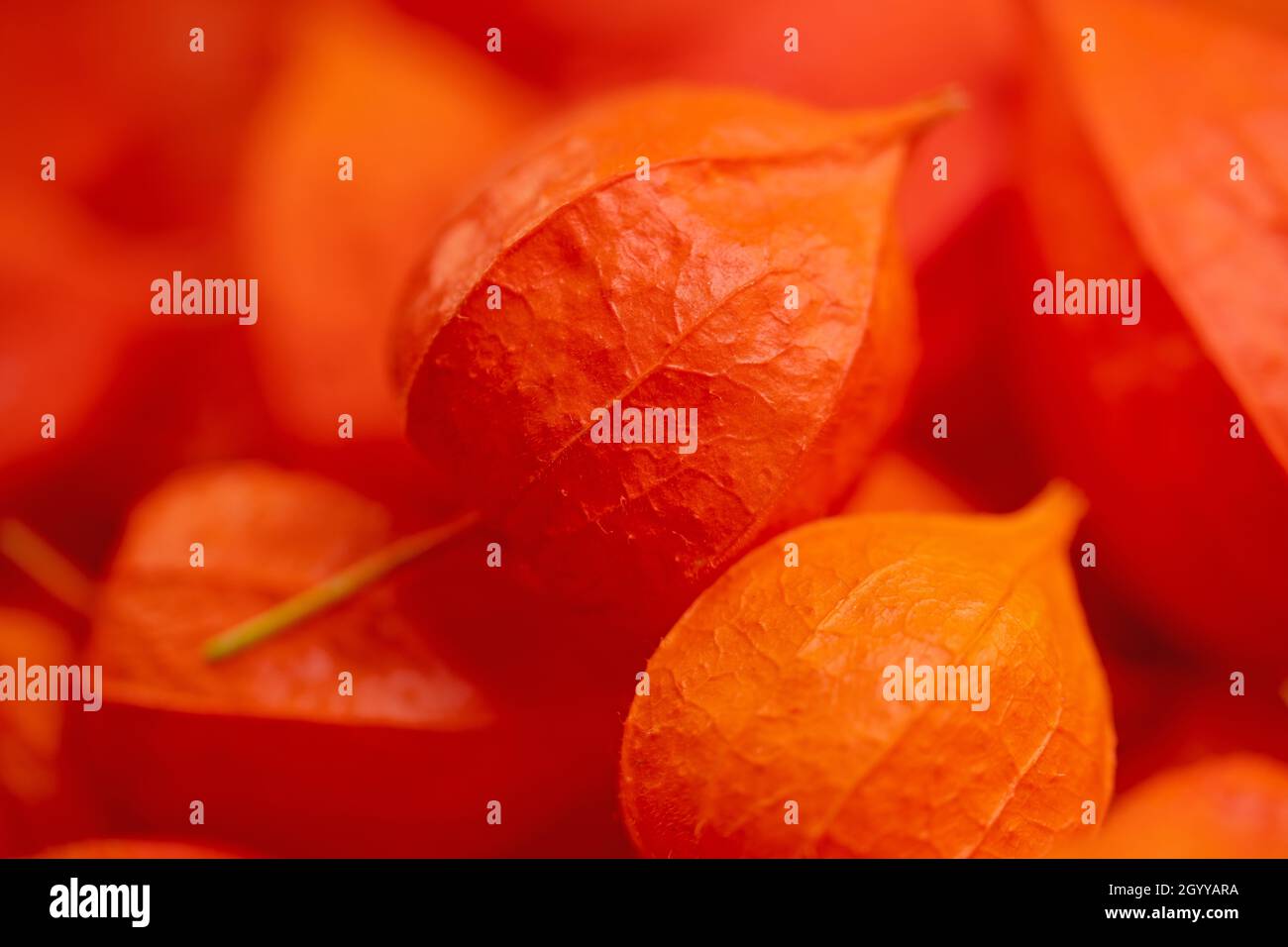 Chinese Lampion Physalis Banque d'image et photos - Alamy