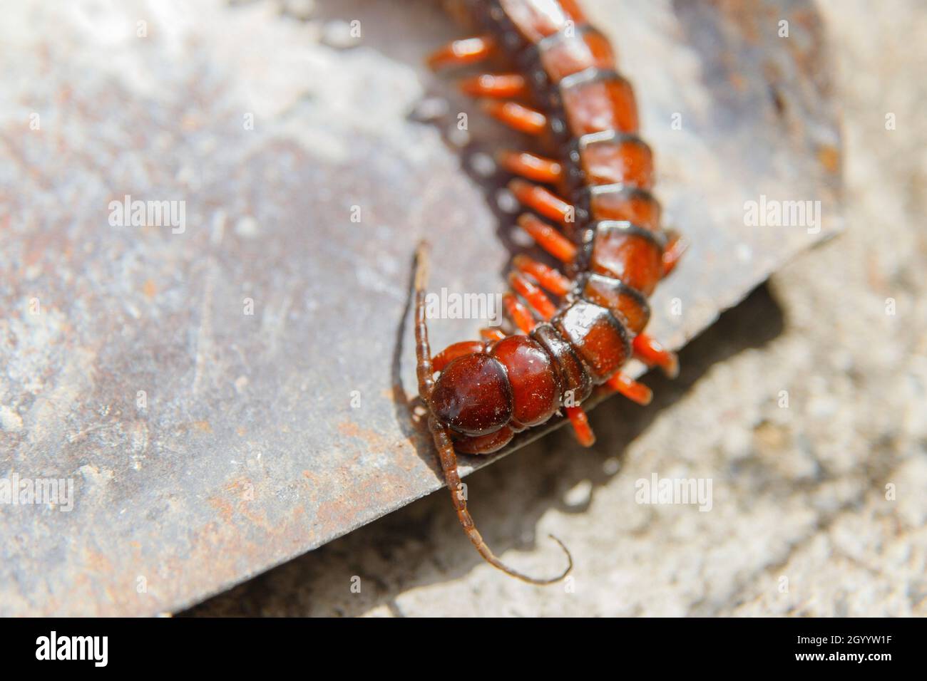 Gros palpes Banque de photographies et d’images à haute résolution - Alamy