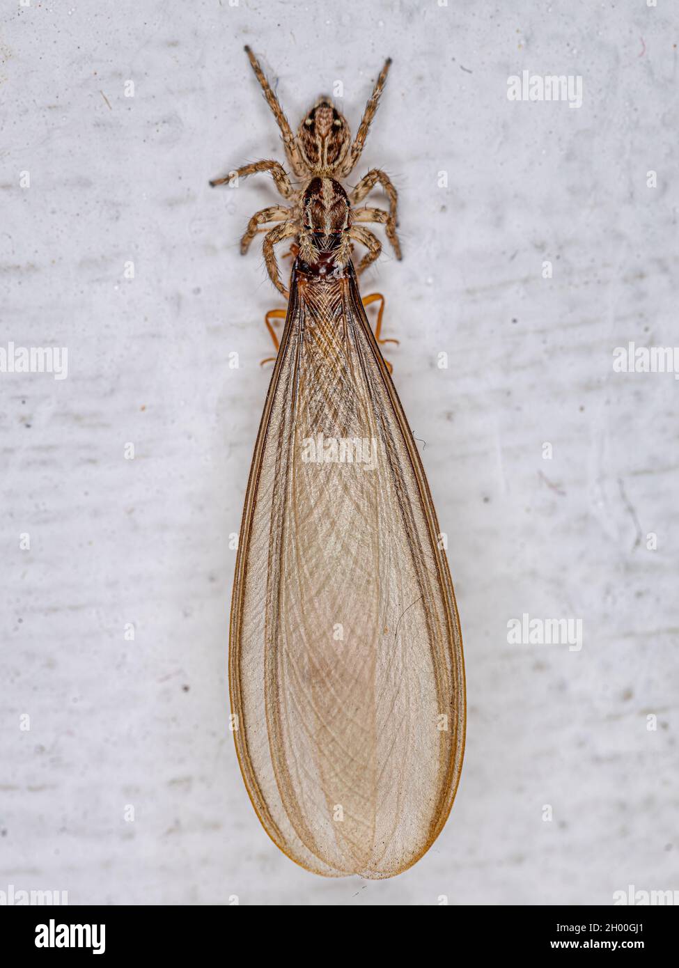 Petite araignée pantropicale jumping de l'espèce plexippus paykulli ...