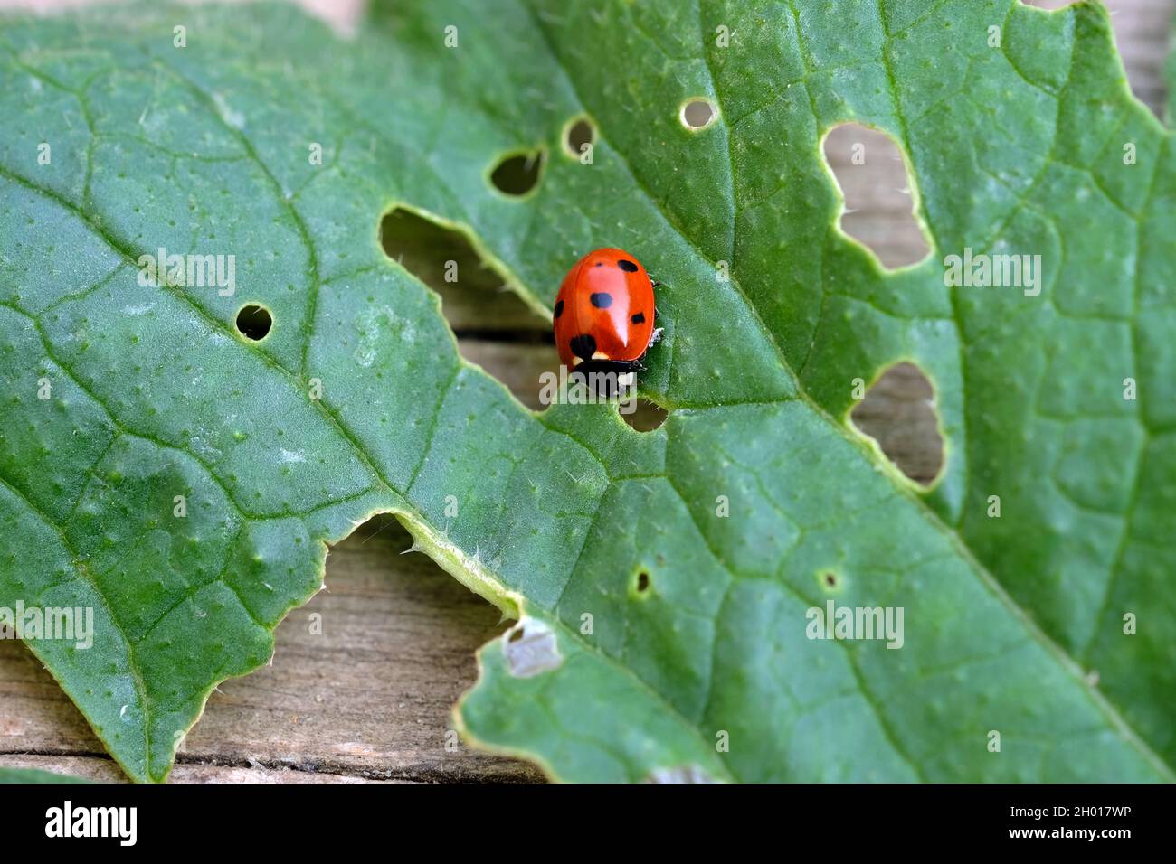 Coccinelle sur une feuille avec des trous.Feuille de radis vert mangée ...