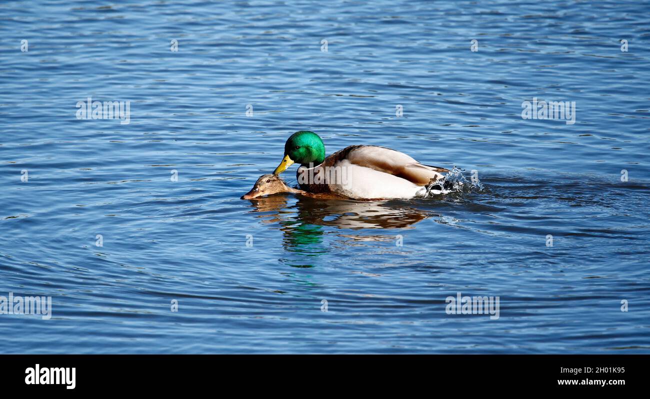 Accouplement De Canards Banque d'image et photos - Alamy