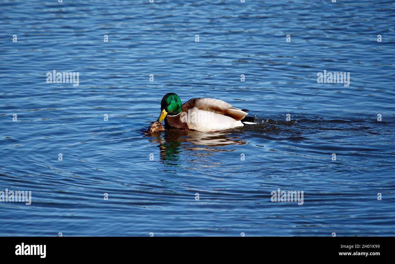 Accouplement De Canards Banque d'image et photos - Alamy
