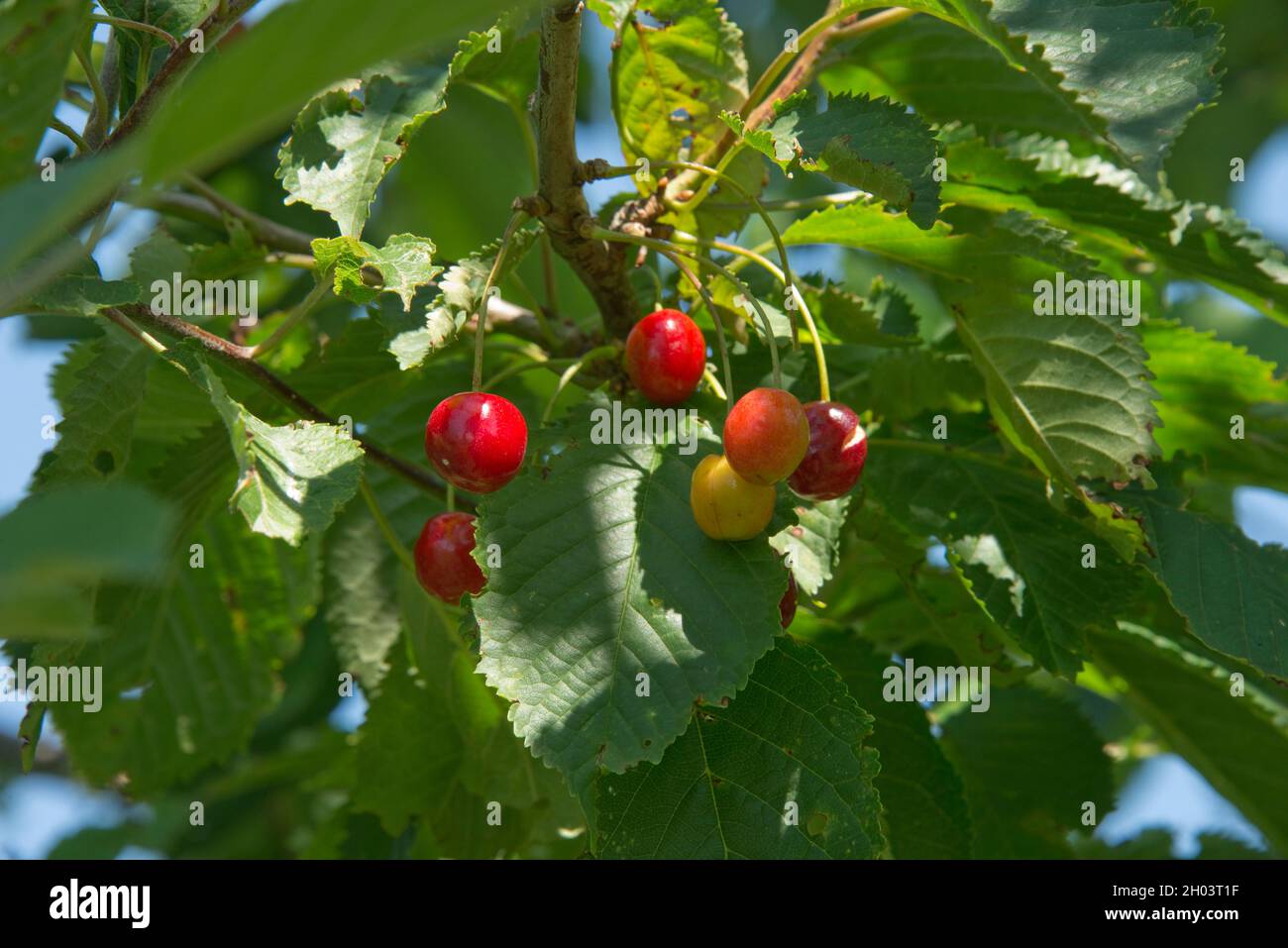Fruit rouge dans un arbre Banque de photographies et d’images à haute ...