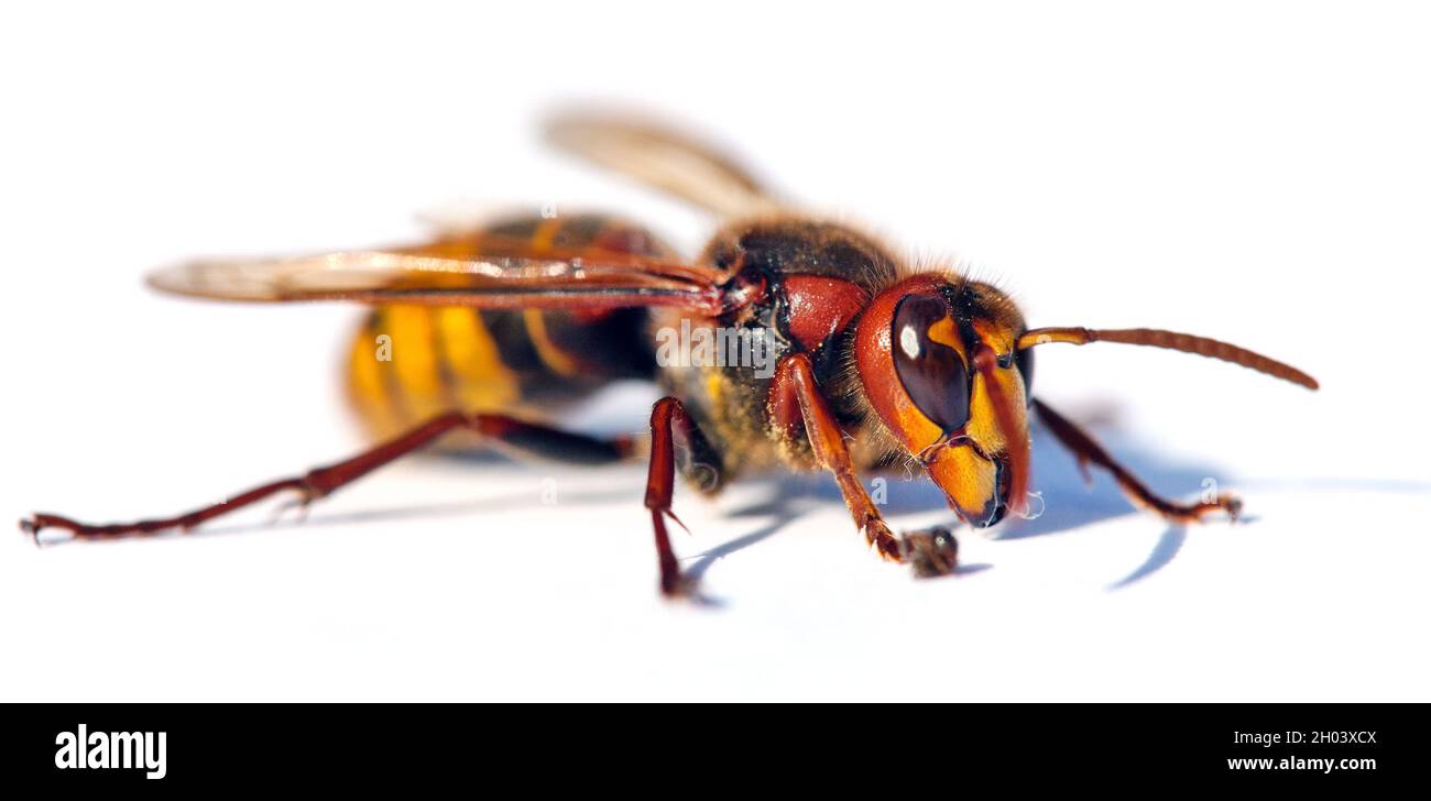 Frelon blanc noir Banque de photographies et d’images à haute ...