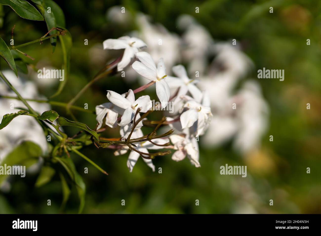 Common white jasmine jasminum officinale Banque de photographies et d ...