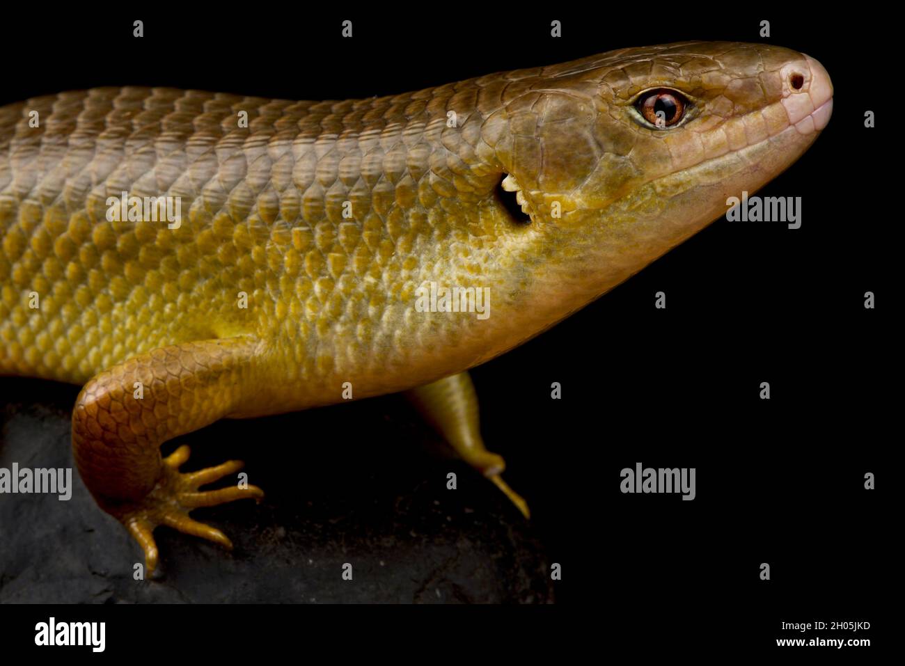 Giant skink Banque de photographies et d’images à haute résolution - Alamy