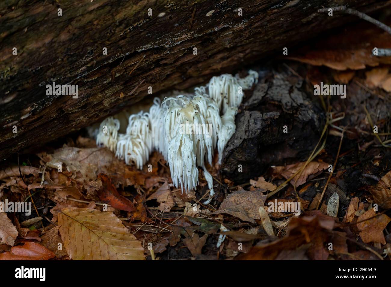 Lion mane mushroom Banque de photographies et d’images à haute ...