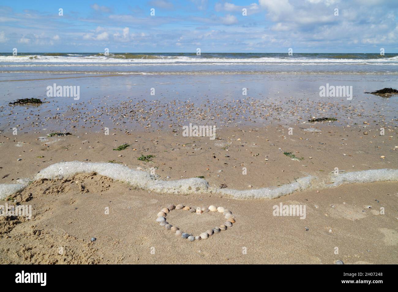 Coquillages sur la plage de la mer du nord Banque de photographies et d ...