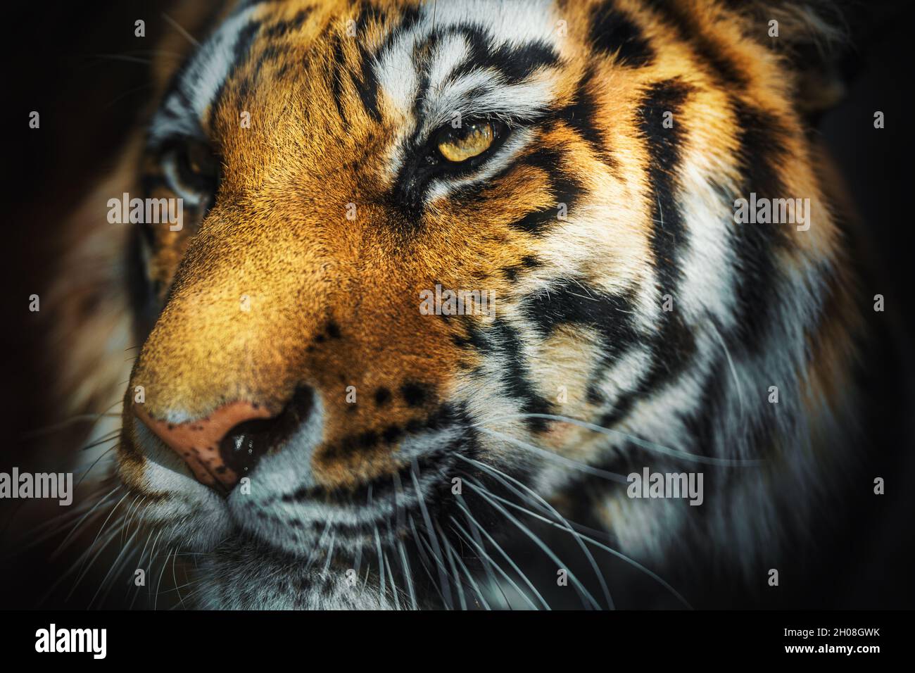 Tête de tigre énervé Banque de photographies et d’images à haute ...