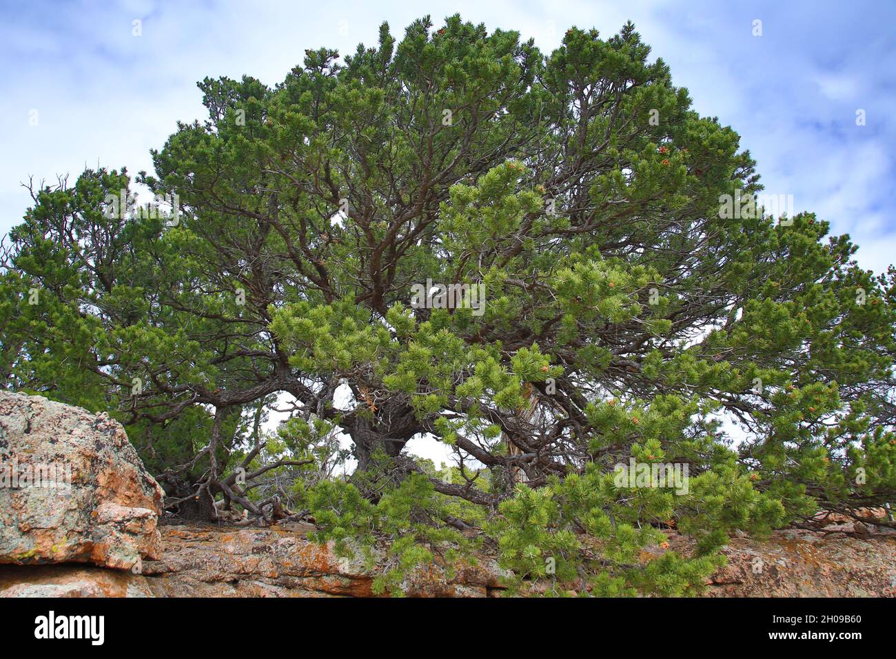 Arbre qui pousse dans le roc Banque de photographies et d’images à ...