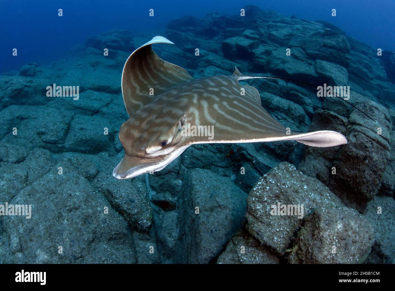 Poisson taureau Banque de photographies et d’images à haute résolution ...
