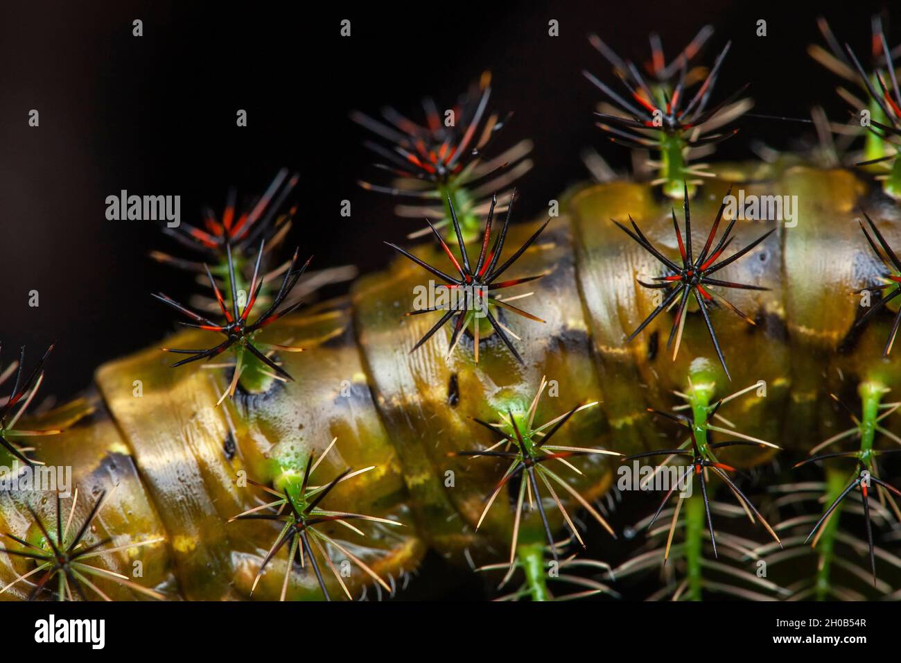 Tracheata antennata Banque de photographies et d’images à haute ...