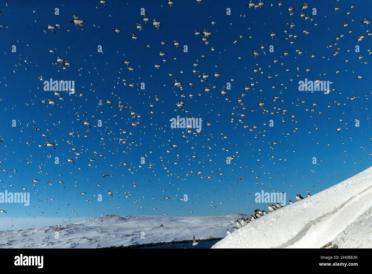 Île de Horn oya, île protégée avec de grandes colonies d'oiseaux marins, oiseaux en vol, Vard o ...