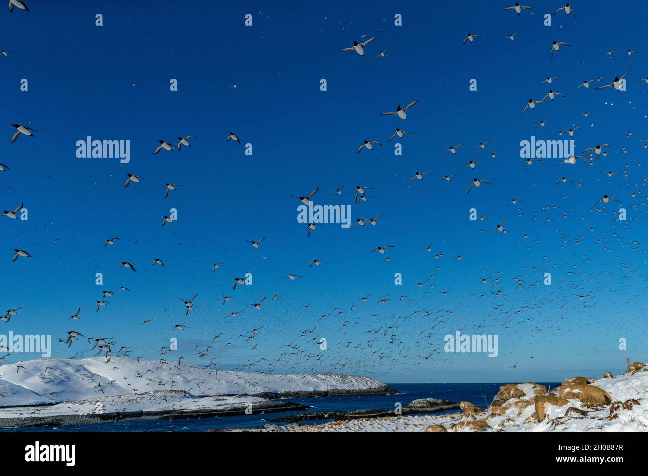 Île de Horn oya, île protégée avec de grandes colonies d'oiseaux marins, oiseaux en vol, Vard o ...