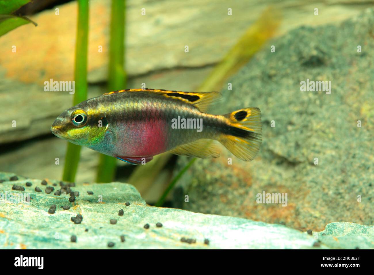 Pelmatochromis kribensis Banque de photographies et d’images à haute ...