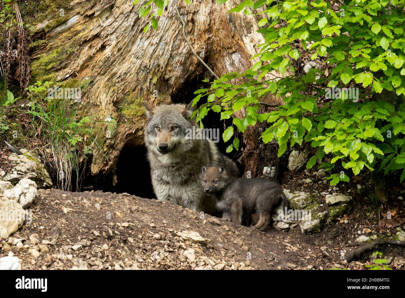 Tanière De Loup Banque d'image et photos - Alamy