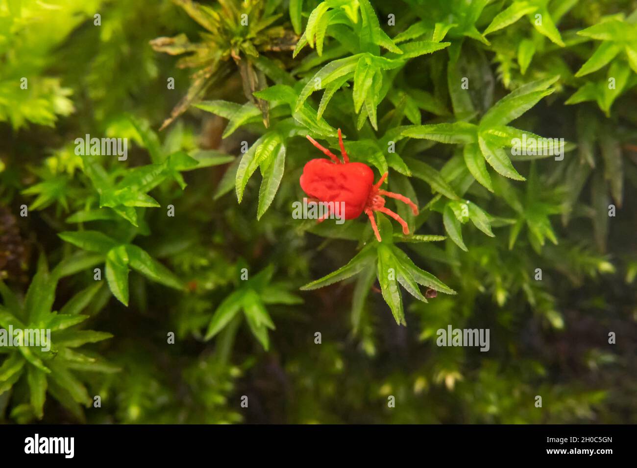 Tetranychidae sp Banque de photographies et d’images à haute résolution ...