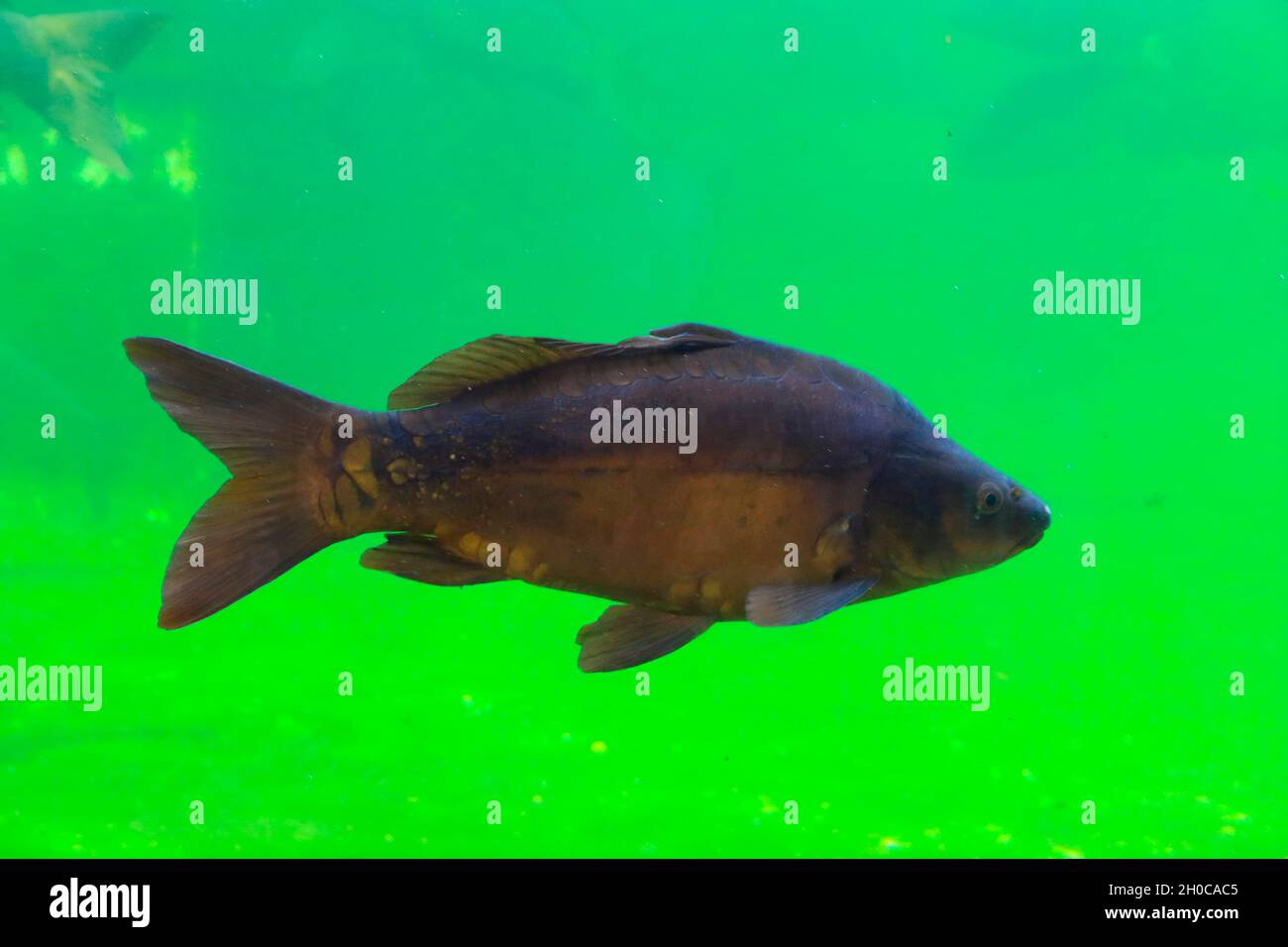 Carpe Miroir Banque d'image et photos - Alamy