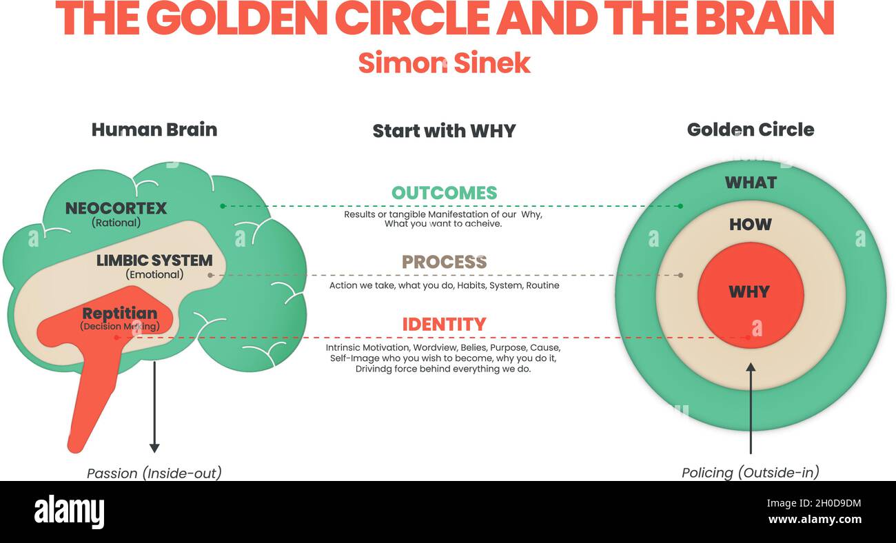L'illustration du cercle d'or et du cerveau de Simon Sinek comporte 3 ...