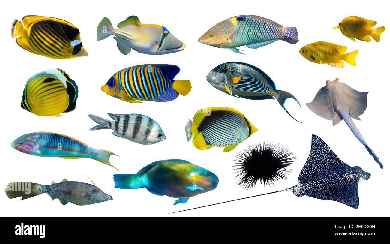 Types de poisson Banque de photographies et d’images à haute résolution ...