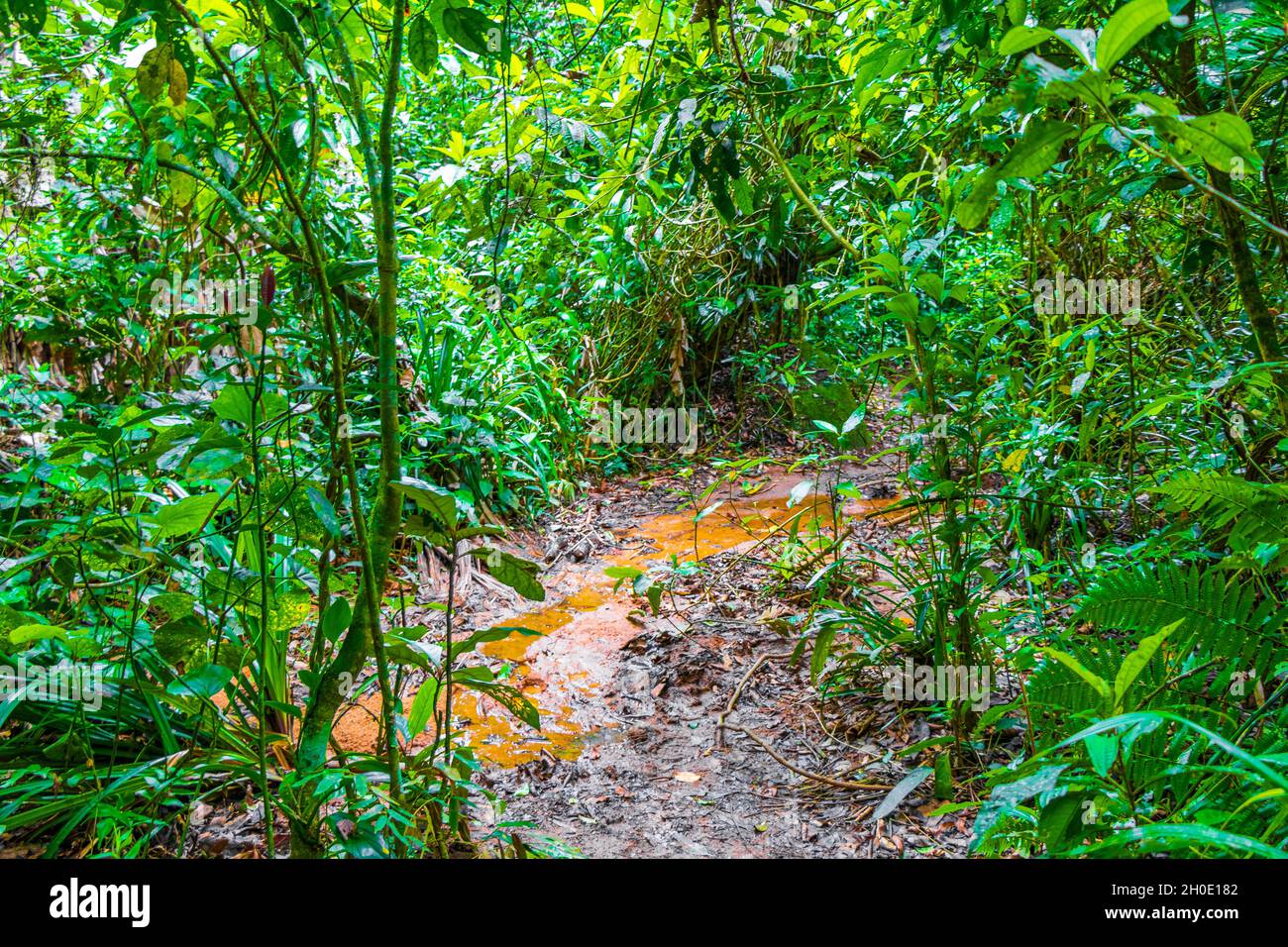 Forêt tropicale naturelle de jungle avec des palmiers sentier de ...
