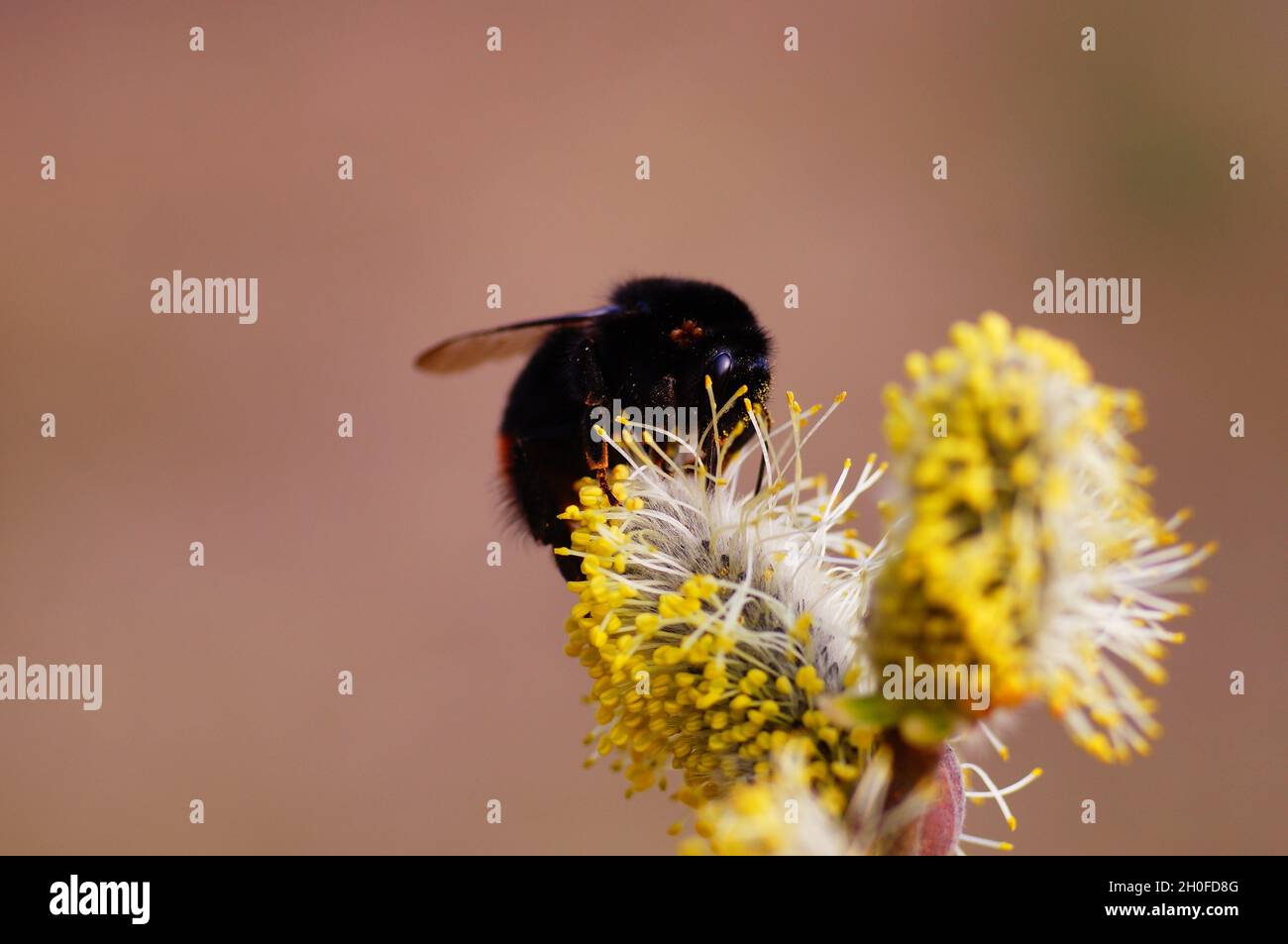 Acariens bourdons Banque de photographies et d’images à haute ...
