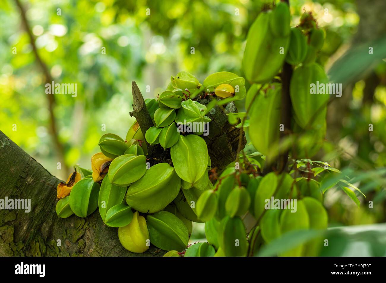 Le fruit Star, jus de Carambola est largement utilisé en médecine ...