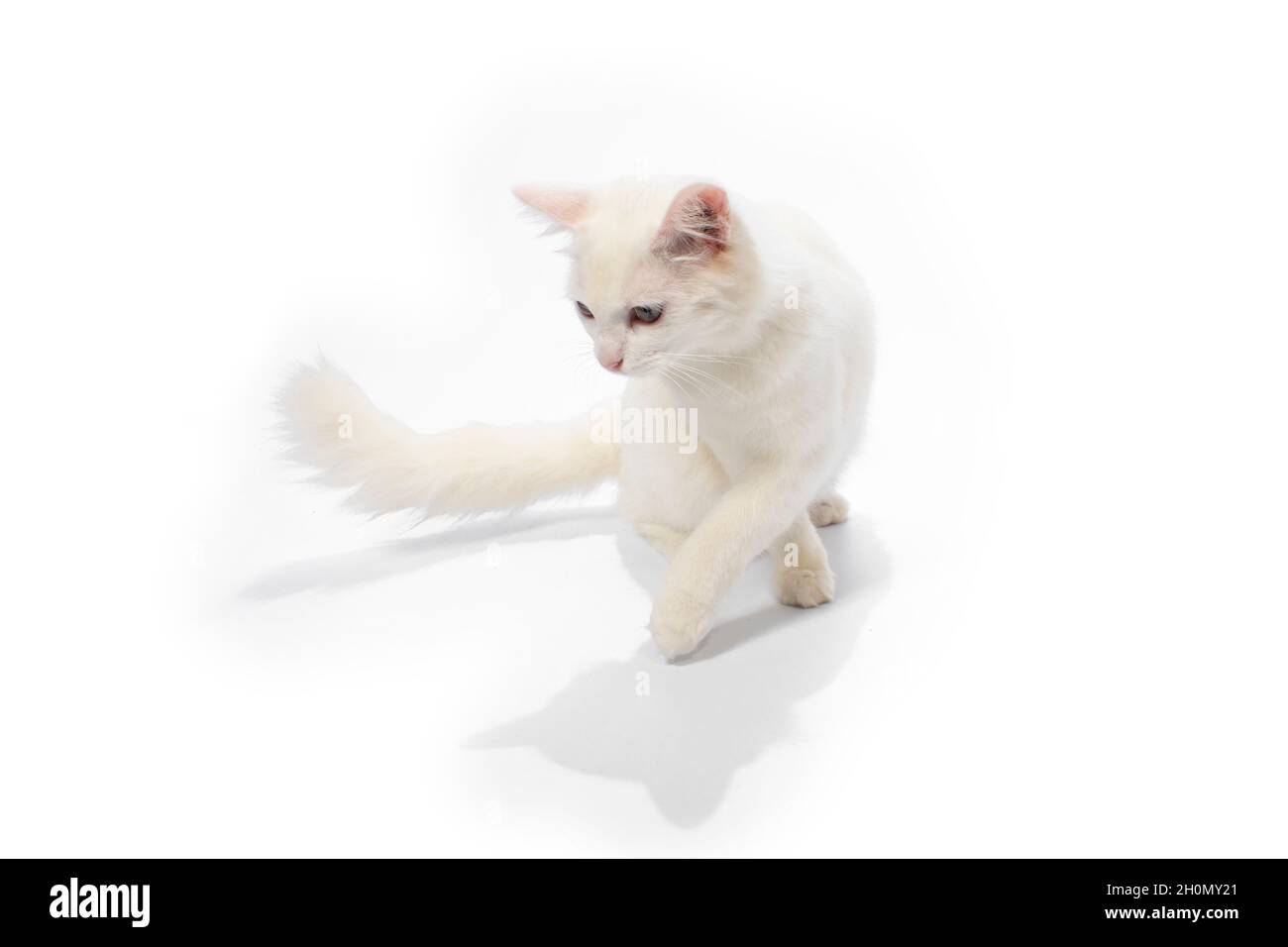 Chat sur fond blanc Banque de photographies et d’images à haute ...