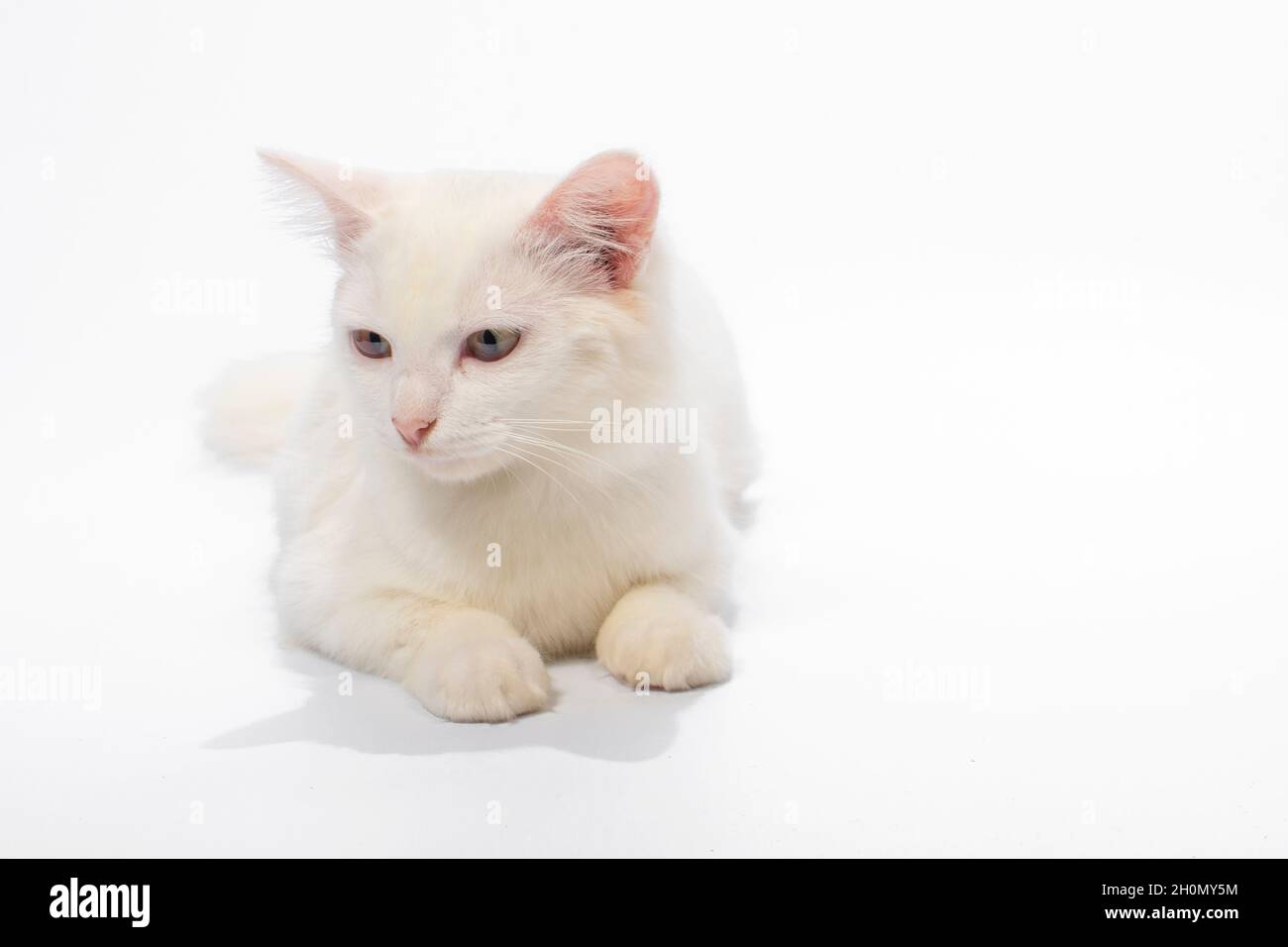 Chat sur fond blanc Banque de photographies et d’images à haute ...