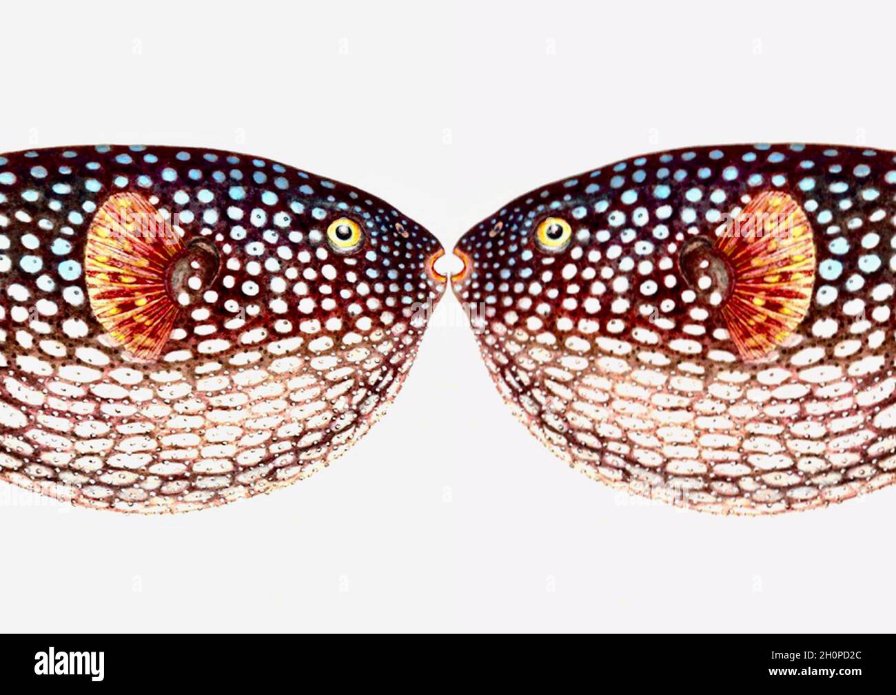Puffer Valentines Banque d'image et photos - Alamy