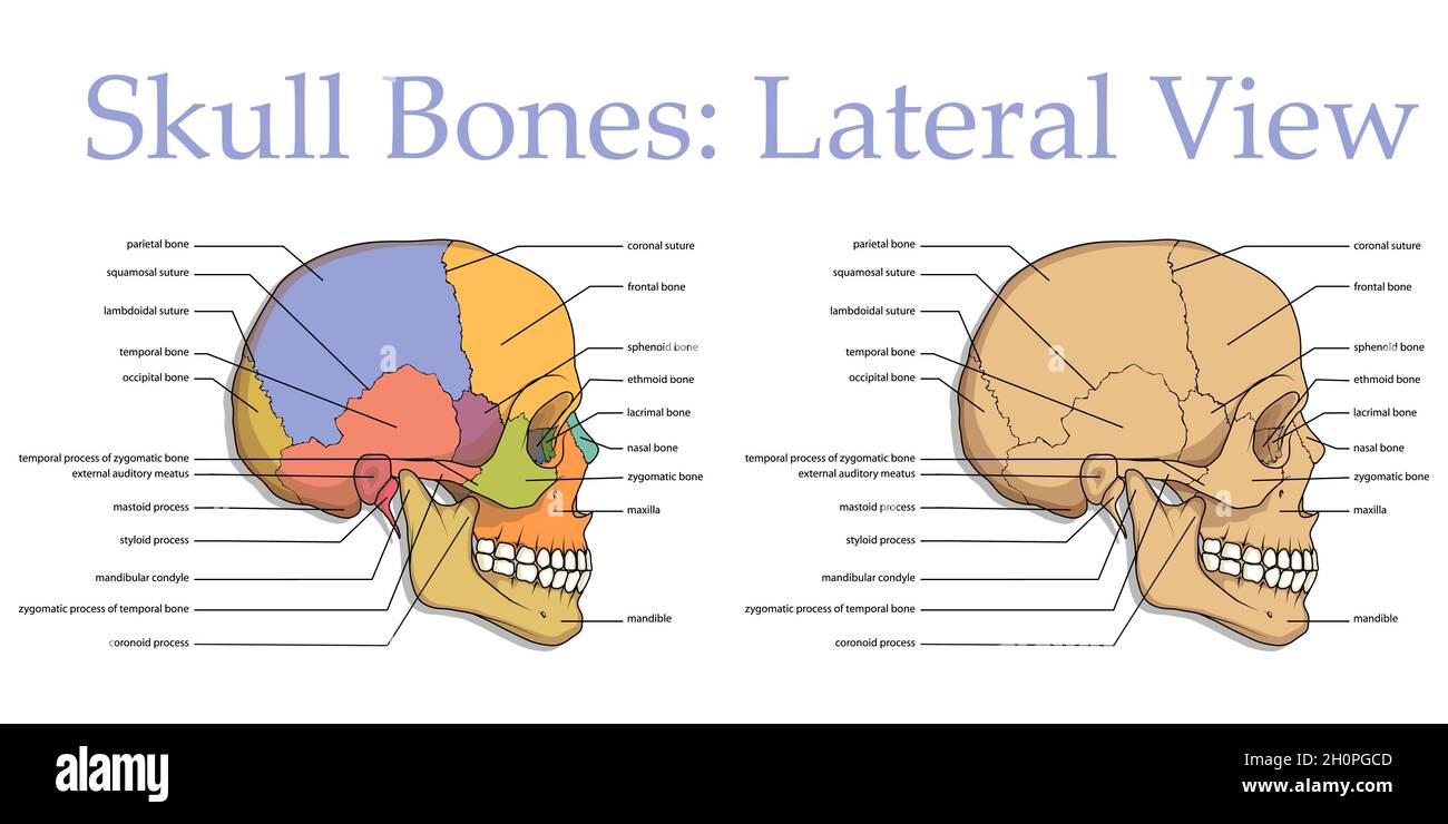 Crâne humain.Affiche médicale.Affiche de carte médicale anatomique ...
