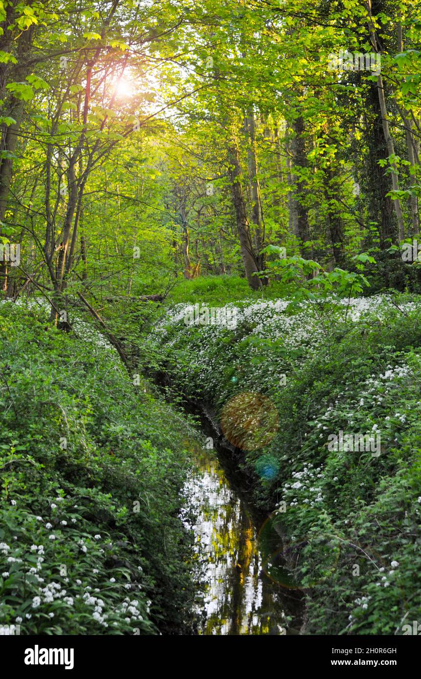 L'ail sauvage (Allium ursinum) pousse le long des rives d'un ruisseau ...