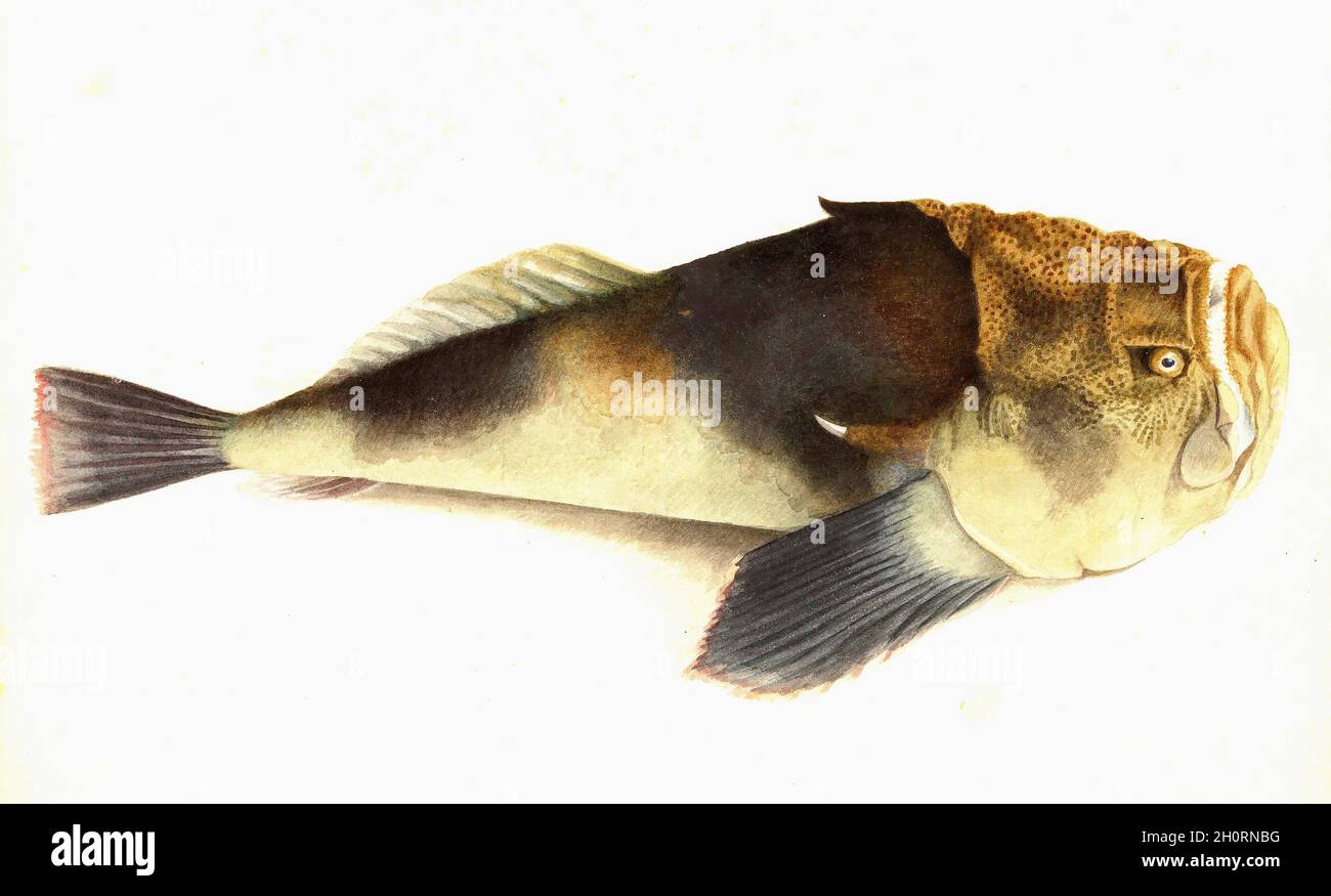 William buelow gould Banque de photographies et d’images à haute ...