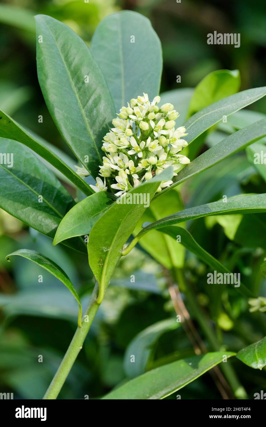 Skimmia confusa isabelle Banque de photographies et d’images à haute ...