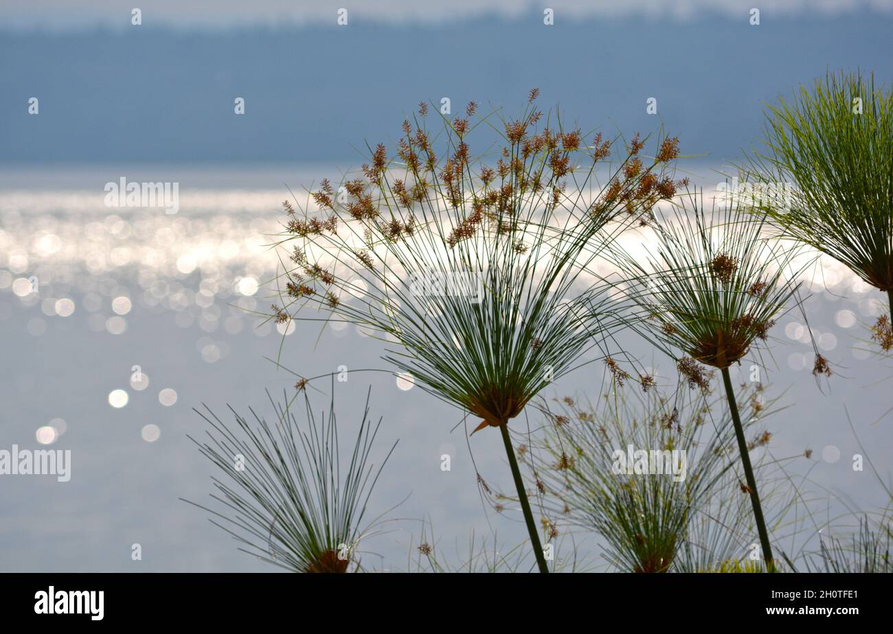 Véritable papyrus (Cyperus papyrus) - photographié au lac Muhazi au ... Véritable papyrus (Cyperus papyrus) - photographié au lac Muhazi au ...