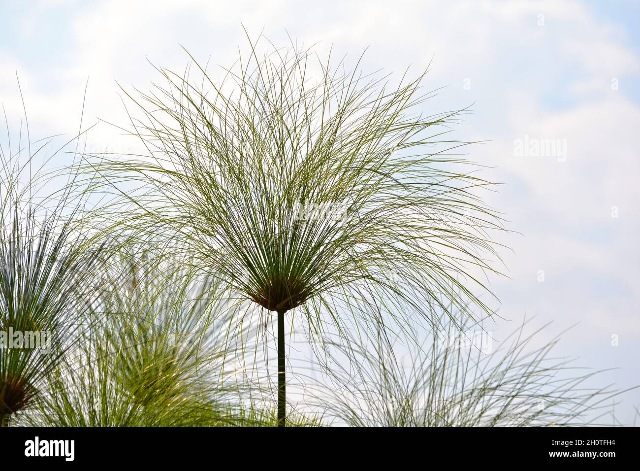 Véritable papyrus (Cyperus papyrus) - photographié au lac Muhazi au ... Véritable papyrus (Cyperus papyrus) - photographié au lac Muhazi au ...