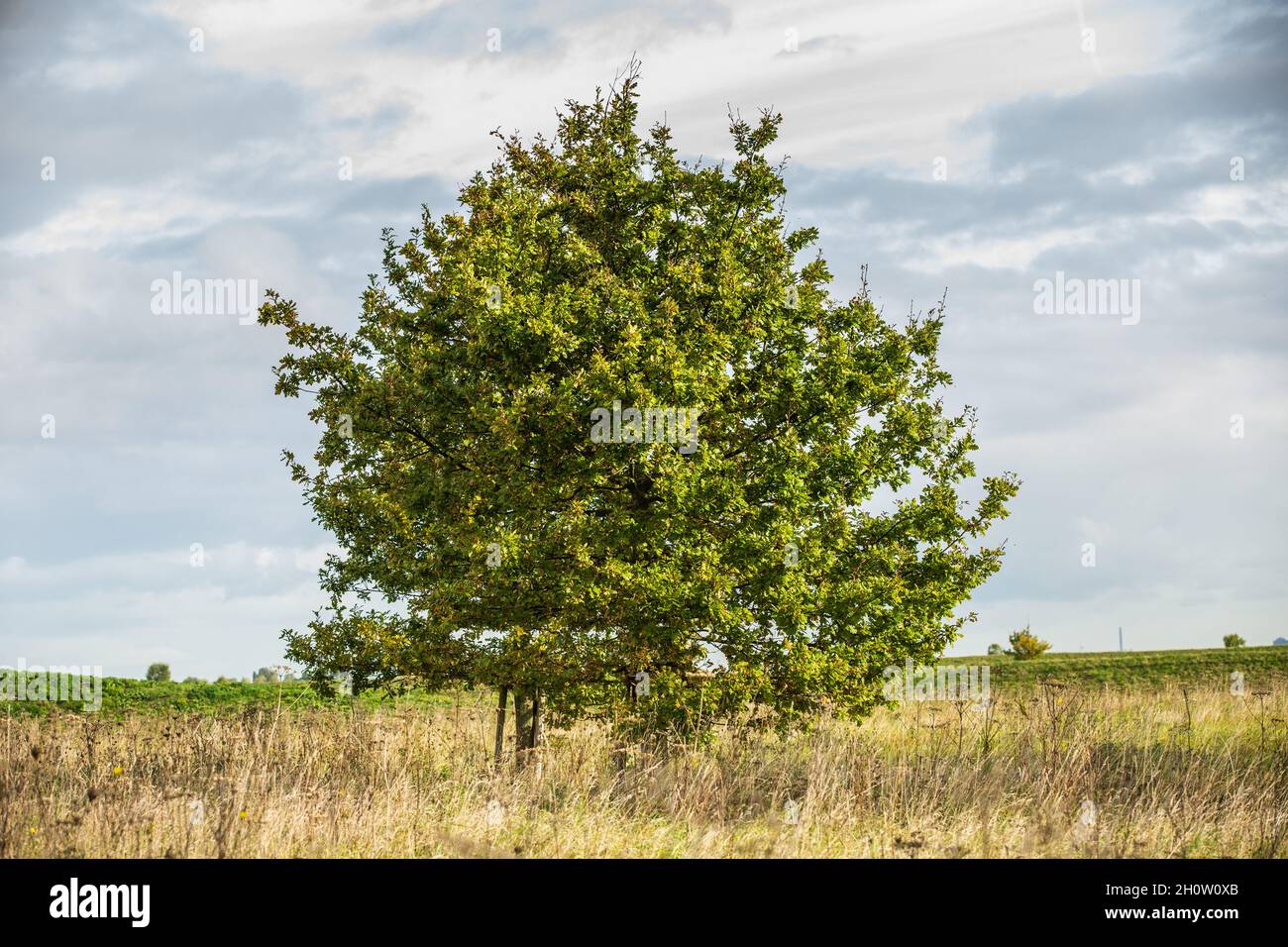 Arbre monoïque Banque de photographies et d’images à haute résolution ...