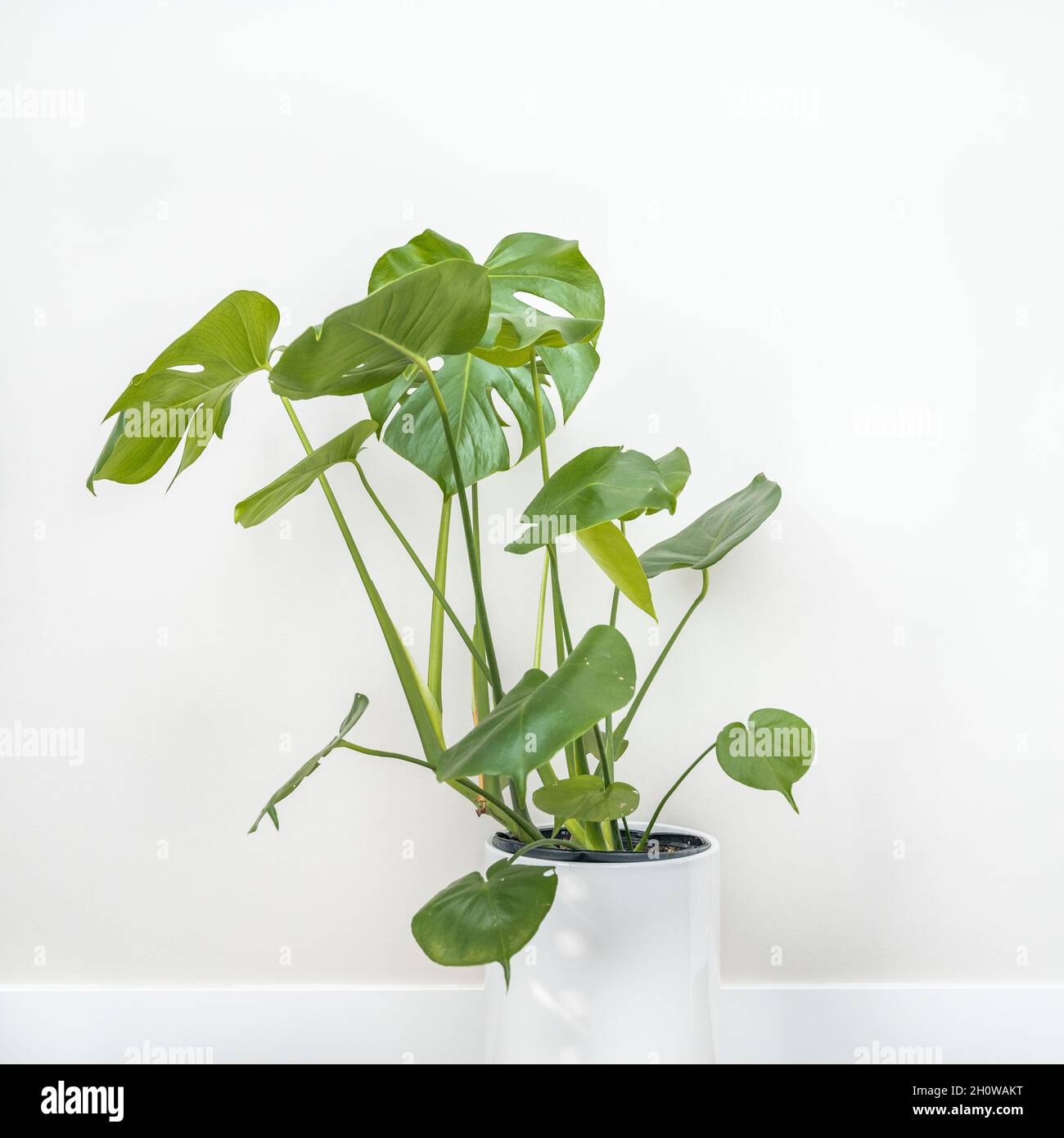Monstera deliciosa houseplant Banque de photographies et d’images à ...